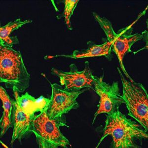 Medical - Novanta Photonics