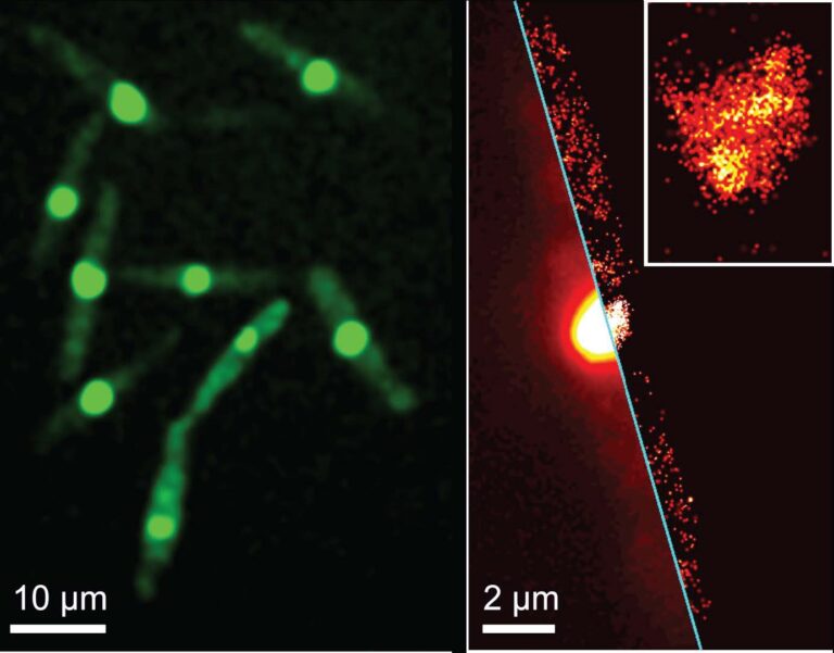 Single-Molecule Localization Microscopy (SMLM) - Novanta Photonics