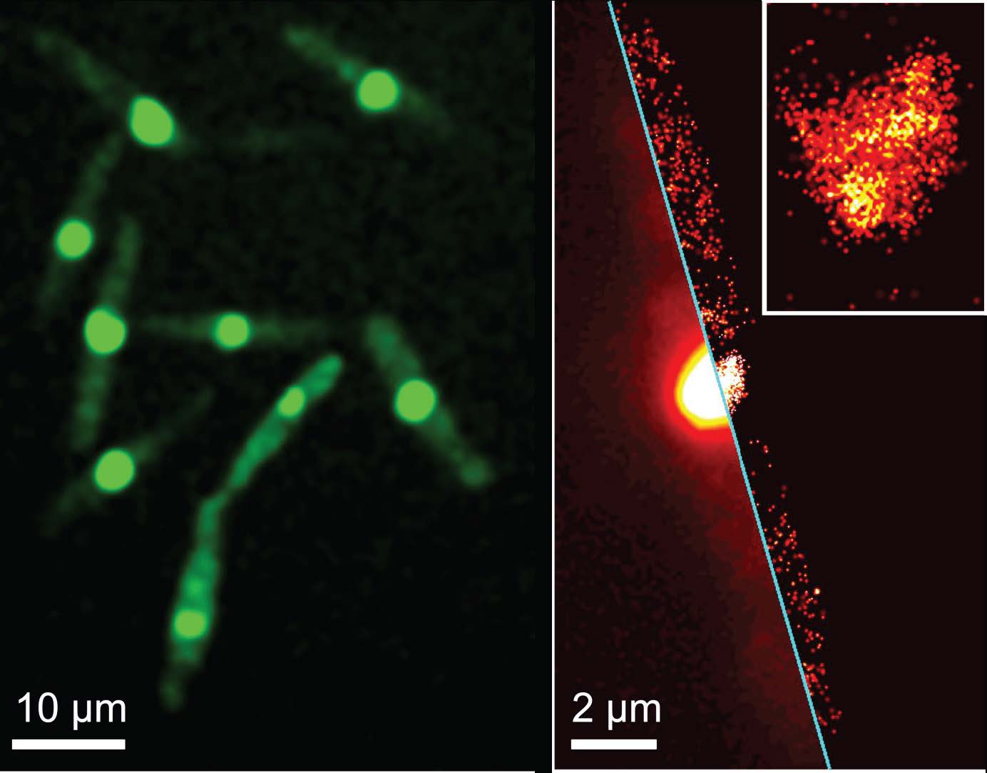 Single-Molecule Localization Microscopy (SMLM) - Novanta Photonics